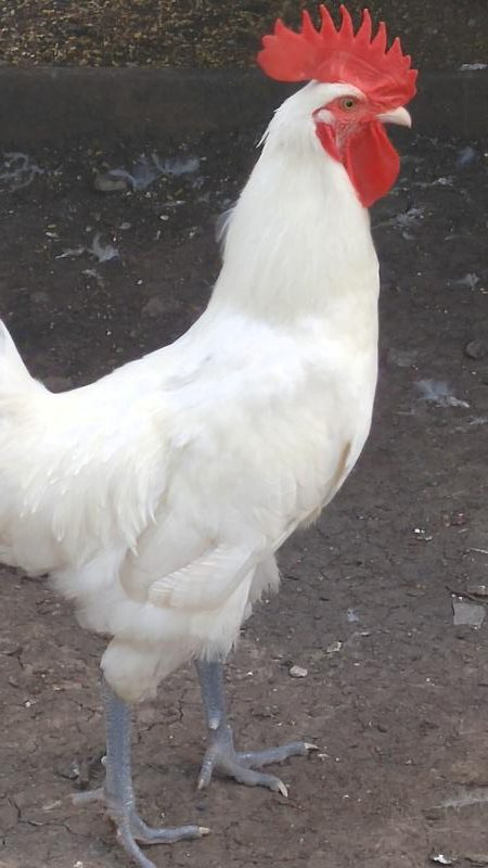 Bresse Chicken Breed Profile - Backyard Poultry
